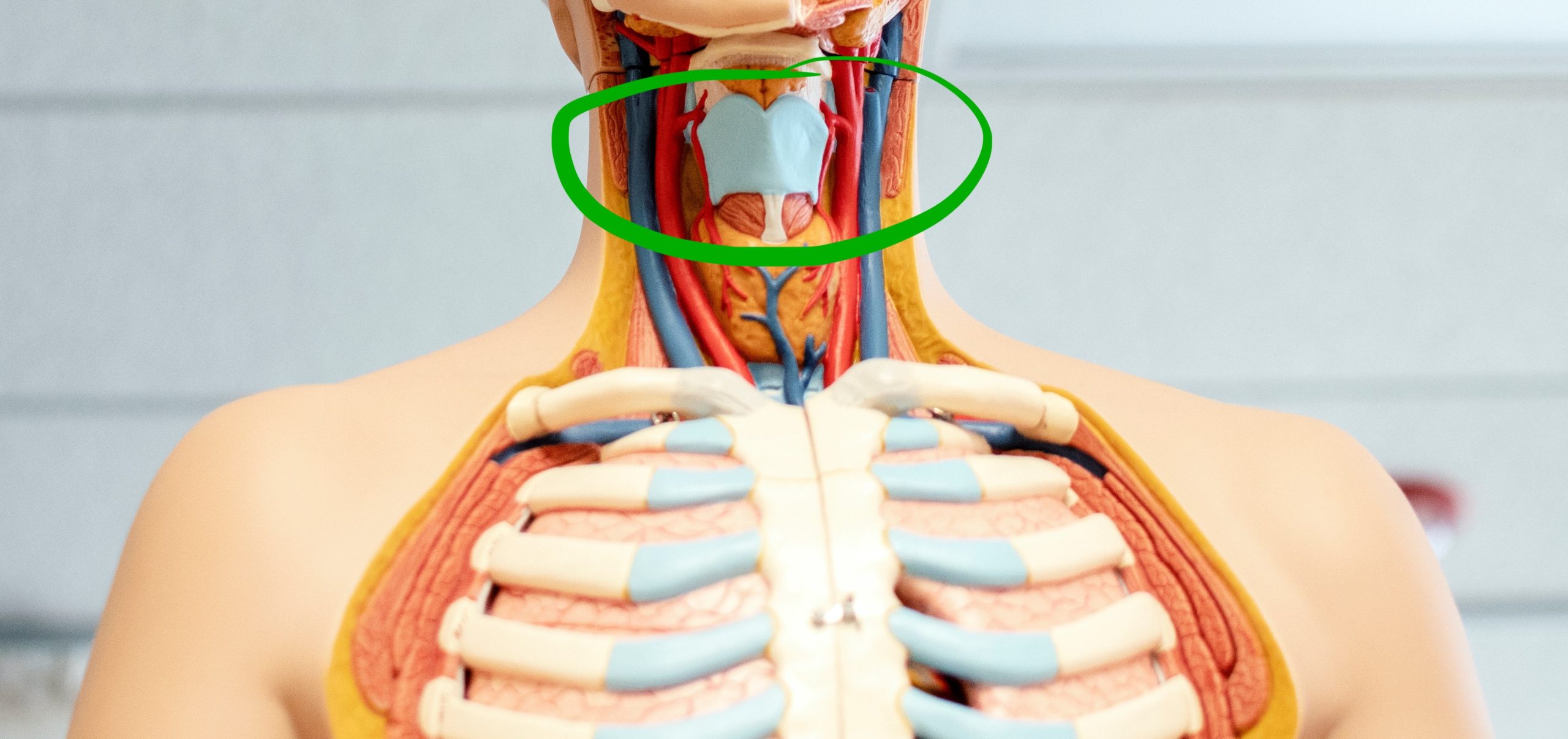 What You Need to Know: Demystifying Hashimoto’s Thyroiditis ...